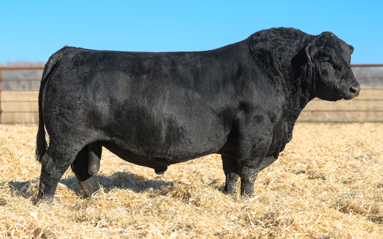 KBHR HOMELANDER J071 | River Creek Farms