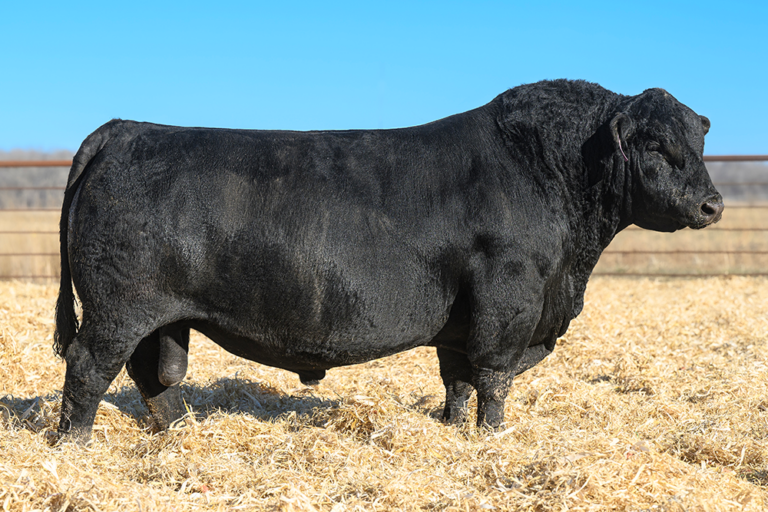 2026 Spring SimAngus Bull Sale - River Creek Farms