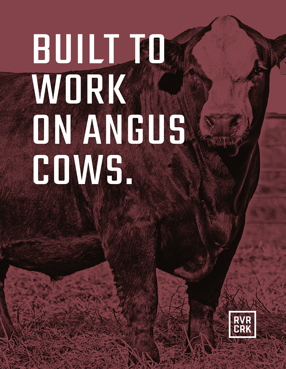 2026 Spring SimAngus Bull Sale - River Creek Farms