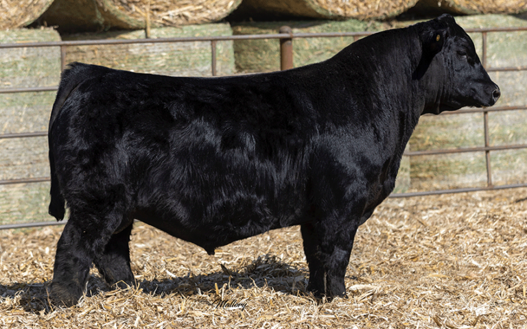 2025 Spring SimAngus Bull Sale - River Creek Farms