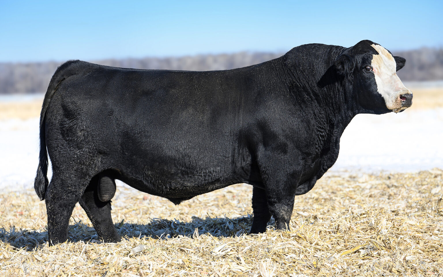 KBHR REVOLUTION H071 | River Creek Farms