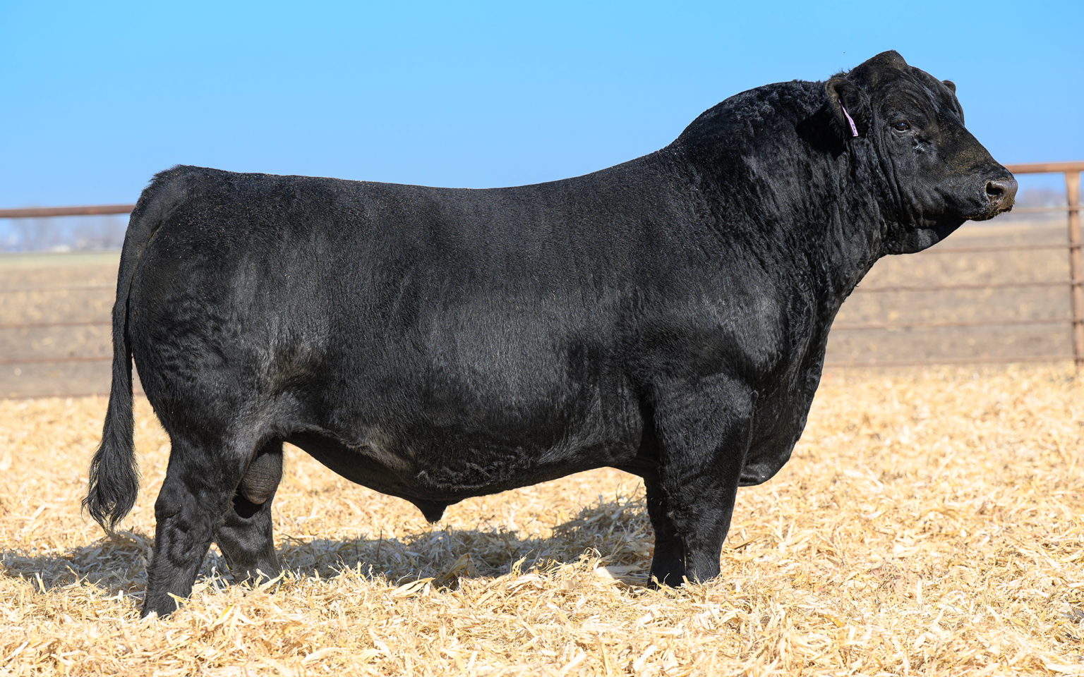 2025 Fall Production Sale | River Creek Farms