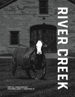 River Creek Farms: Premium Angus Bulls for Sale